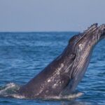 Whale Encounter Puerto Vallarta - The Value of This Whale Encounter