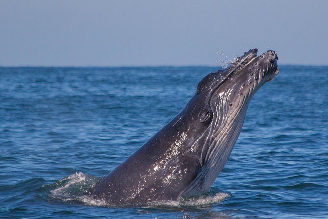 Whale Encounter Puerto Vallarta - The Value of This Whale Encounter