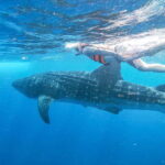 Whale Shark Adventure from Isla Mujeres - An Honest Breakdown of the Tour Experience
