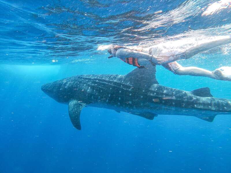 Whale Shark Adventure from Isla Mujeres - An Honest Breakdown of the Tour Experience