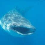 Whale Shark Adventure in Isla Mujeres and Cancun - Practical Details