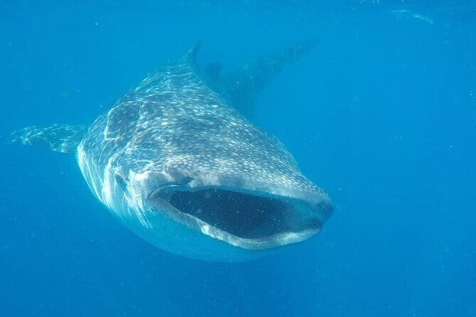 Whale Shark Adventure in Isla Mujeres and Cancun - Practical Details