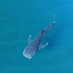 Whale Shark Adventure with a Marine Biologist - The Value of Education and Respect