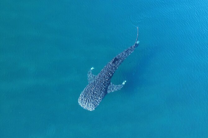 Whale Shark Adventure with a Marine Biologist - The Value of Education and Respect