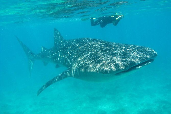 Whale Shark and Snorkeling Adventure from Isla Holbox - The Experience: A Closer Look