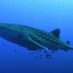 Whale Shark Encounter Experience in Cancun (Snack Lunch included) - Authentic Feedback from Travelers