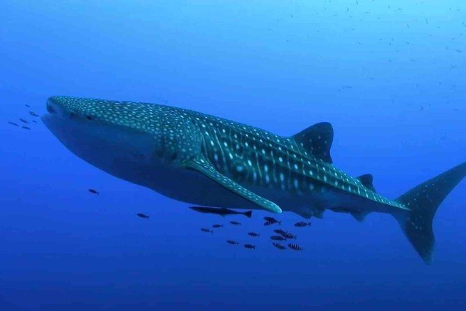 Whale Shark Encounter Experience in Cancun (Snack Lunch included) - Authentic Feedback from Travelers