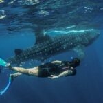 Whale Shark Encounter Full-Day all inclusive Tour from Riviera Maya - Authentic Feedback from Travelers