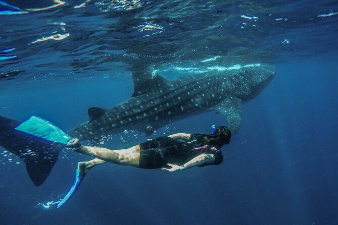 Whale Shark Encounter Full-Day all inclusive Tour from Riviera Maya - Authentic Feedback from Travelers