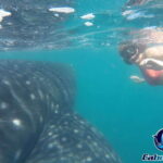 Whale Shark Experience - Who Will Love This Tour?