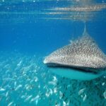 Whale Shark Experience from Playa del Carmen - The Authenticity and Experience