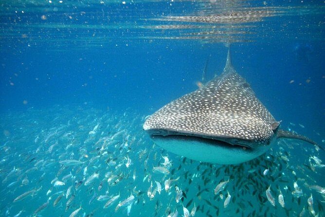 Whale Shark Experience from Playa del Carmen - The Authenticity and Experience