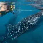 Whale Shark Experience Lifetime Memory in Cancun (snack included) - Practical Details and What They Mean for You