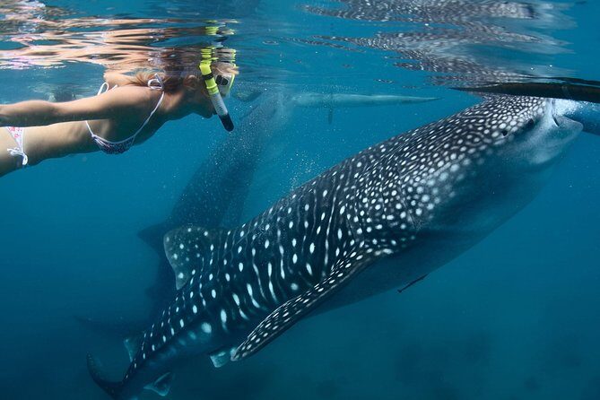 Whale Shark Experience Lifetime Memory in Cancun (snack included) - Practical Details and What They Mean for You