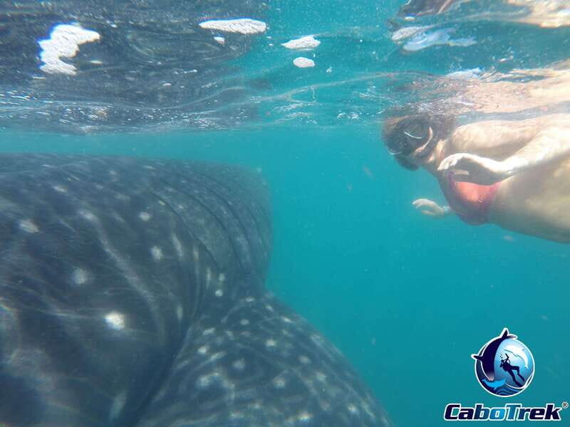 Whale Shark Experience - Who Will Love This Tour?