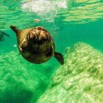 Whale Shark & Sea Lion Snorkeling Picnic at Espiritu Santo Island - The Itinerary—A Closer Look