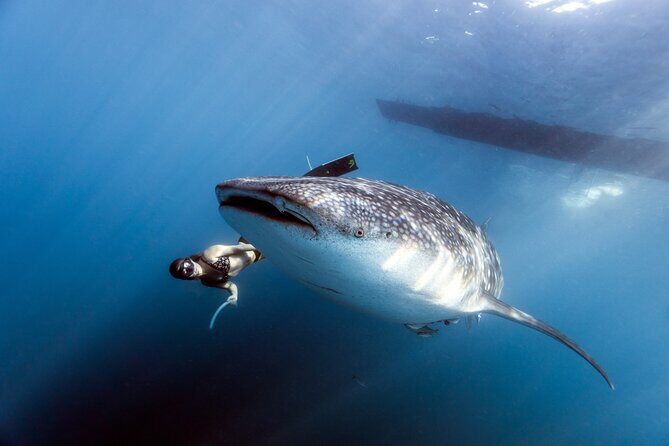 Whale Shark Snorkel Experience in Cancun (Snack Lunch included) - What Travelers Are Saying