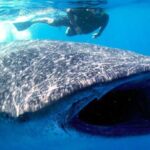 Whale Shark Snorkel Tour in Cancun (Snack Lunch included) - What Sets This Tour Apart