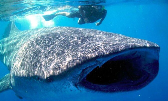 Whale Shark Snorkel Tour in Cancun (Snack Lunch included) - What Sets This Tour Apart