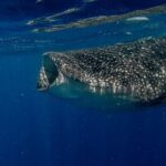 Whale Shark Snorkeling Adventure with Lunch - The Marine Encounter: Why It’s Special