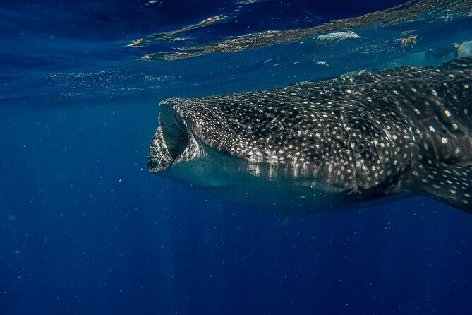 Whale Shark Snorkeling Adventure with Lunch - The Marine Encounter: Why It’s Special