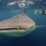 Whale-Shark Snorkeling Excursion to La Paz - Who Will Love This Tour?