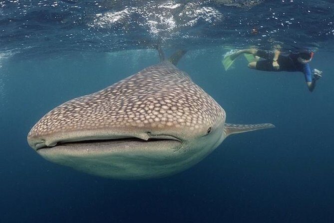 Whale-Shark Snorkeling Excursion to La Paz - Who Will Love This Tour?