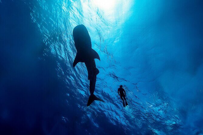 Whale Shark Snorkeling Experience from Cancun and Riviera Maya - Frequently Asked Questions