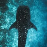 Whale Shark Snorkeling in La Paz - Who Should Consider This Tour?