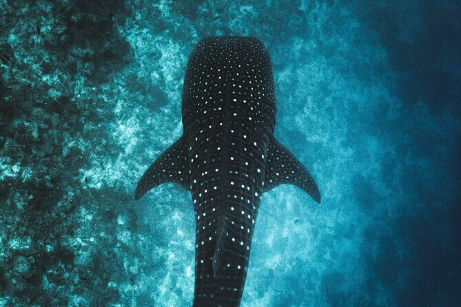 Whale Shark Snorkeling in La Paz - Who Should Consider This Tour?