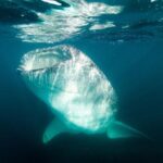 Whale Shark snorkeling tour in a reduced group with local marine biologist - Frequently Asked Questions
