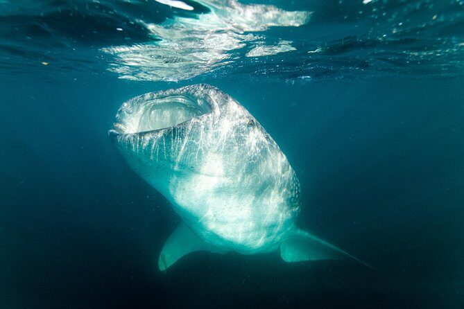Whale Shark snorkeling tour in a reduced group with local marine biologist - Frequently Asked Questions