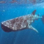 Whale Shark Swim Adventure SMALL GROUP from Cancun - Who Will Love This Tour?