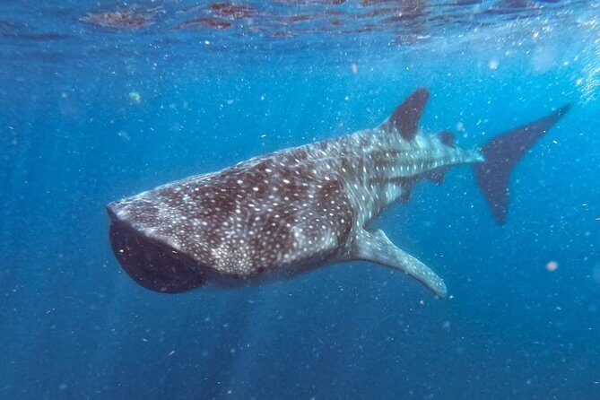 Whale Shark Swim Adventure SMALL GROUP from Cancun - Who Will Love This Tour?