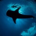 Whale Shark Swimming Adventure from Cancun & Riviera Maya - Seasonal June/Sept - What’s Included and What’s Not