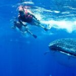 Whale Shark Swimming and Isla Mujeres Beach Tour - The Real Experience: Insights from Travelers