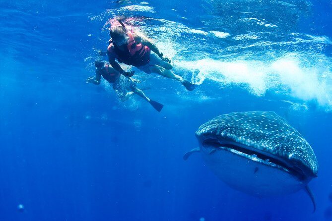 Whale Shark Swimming and Isla Mujeres Beach Tour - The Real Experience: Insights from Travelers