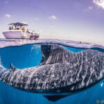 Whale Shark swimming ocean safari all included tour - The Value of the Tour