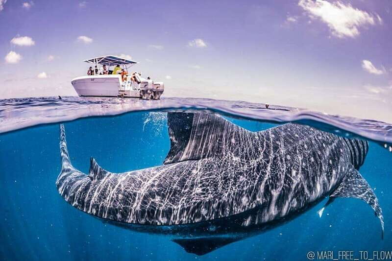 Whale Shark swimming ocean safari all included tour - The Value of the Tour