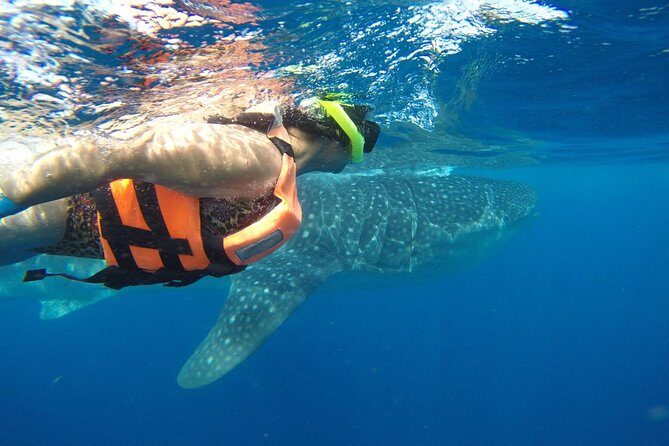 Whale Shark Tour from Cancun and Playa Del Carmen - Final Thoughts