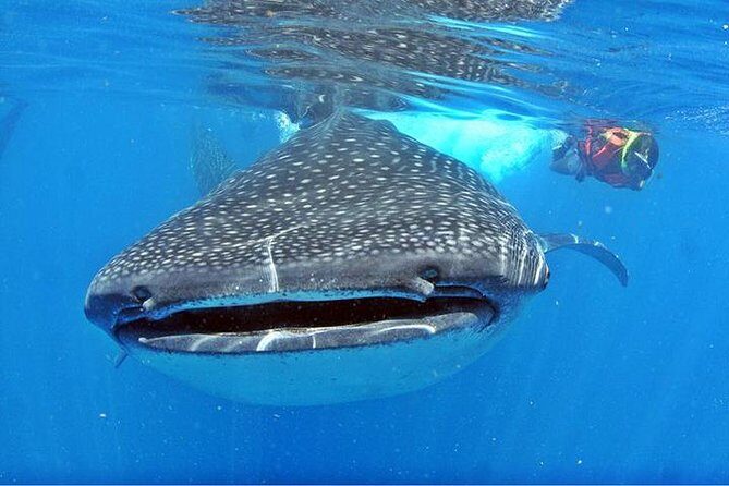 Whale Shark Tour from Cancun, Playa del Carmen, Tulum and Riviera Maya - Other Marine Life and Snorkeling at Reefs