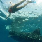 Whale Shark Tour from Holbox Island - Practical Details and Tips