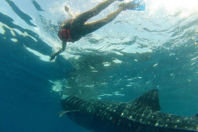 Whale Shark Tour from Holbox Island - Practical Details and Tips