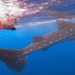 Whale Shark Tour in Cancun in Italian - Why It’s a Great Choice for the Right Traveler