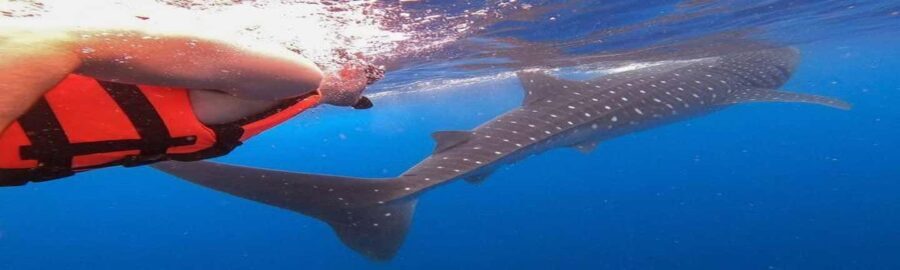 Whale Shark Tour in Cancun in Italian - Why It’s a Great Choice for the Right Traveler