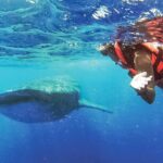 Whale Shark Watching and Snorkeling Experience on Contoy Island - Who Would Enjoy This Tour?