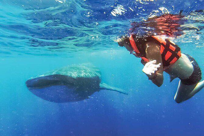 Whale Shark Watching and Snorkeling Experience on Contoy Island - Who Would Enjoy This Tour?