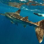Whale Sharks and Sea Lions Snorkeling Picnic at Balandra Beach - Who Will Love This Tour?