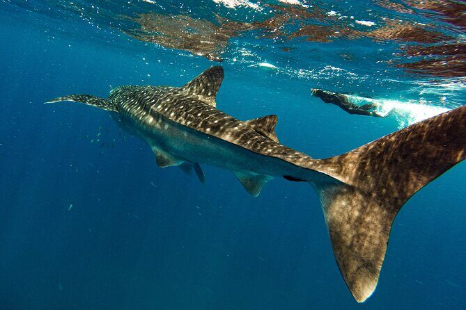 Whale Sharks and Sea Lions Snorkeling Picnic at Balandra Beach - Who Will Love This Tour?