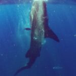 Whale Sharks Small-Group Tour in Cancun and Riviera Maya - What’s Included and What’s Not